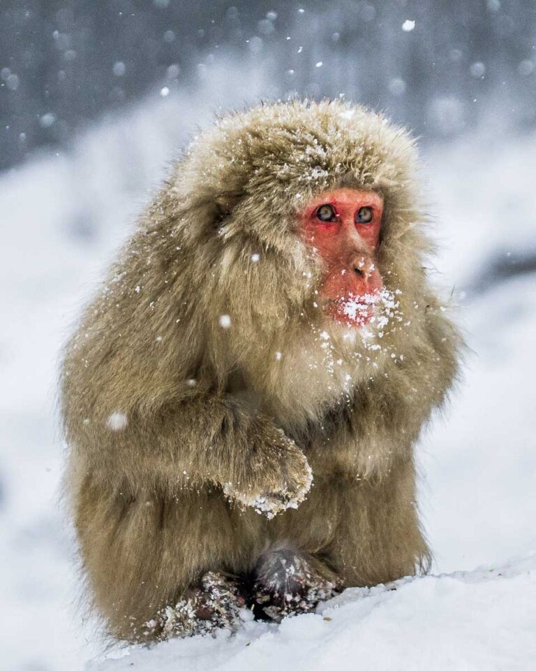 12 Things to Know Before Visiting Jigokudani Monkey Park (Japan Snow ...