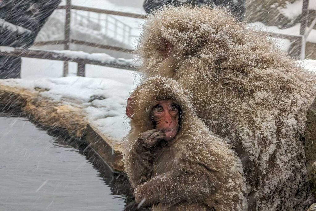 How to Spend ONE or TWO DAYS in Kobe, Japan: The Best 1 or 2-Day Itinerary