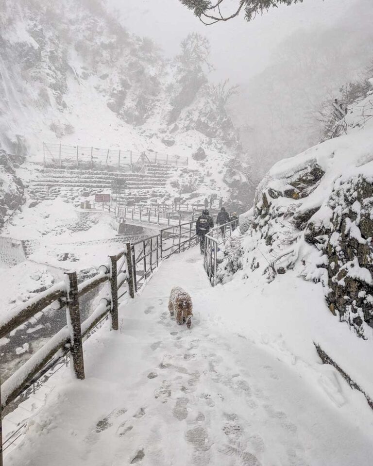 12 Things to Know Before Visiting Jigokudani Monkey Park (Japan Snow ...