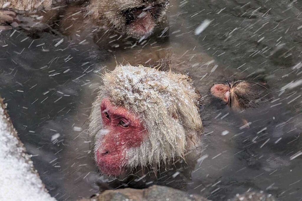 12 Things to Know Before Visiting Jigokudani Monkey Park (Japan Snow ...